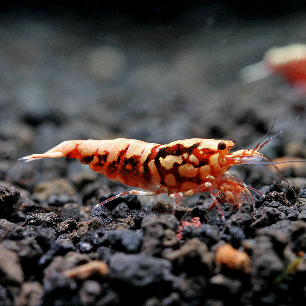 画像個体をお送りします。画像撮影日：2026年4月お送りする個体は体長オス1．5〜2cm程度です。レッドギャラクシーフィッシュボーン販売名レッドギャラクシーフィッシュボーン学名（※）Neocaridina　sp．？Neocaridina　s...