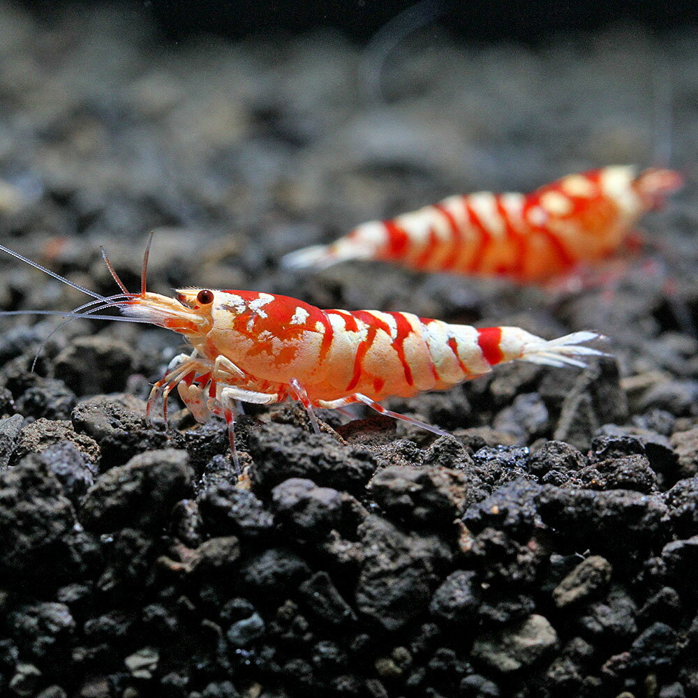 画像個体をお送りします。画像撮影日：2026年4月お送りする個体は体長1．5〜2cm程度です。レッドファンシータイガーシュリンプ販売名フレッドファンシータイガーシュリンプ学名（※）Neocaridina　sp．？Neocaridina　sp...