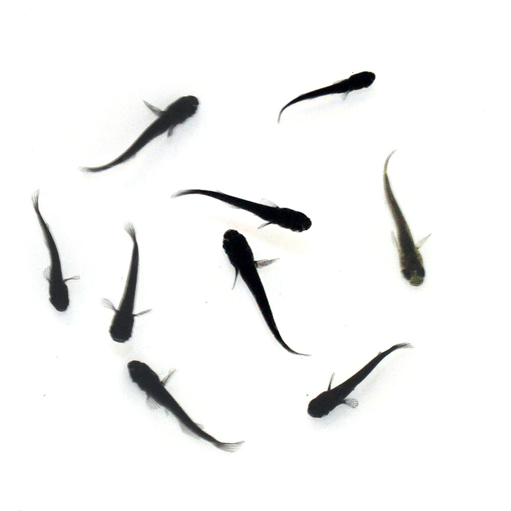 お送りする個体は体長0．5〜2cm程度です。成長期の稚魚での発送となる為、発送時には表記サイズより大きめでの発送となる場合がございます。個体サイズや模様、雌雄の指定についてはお受け致しかねますのでご了承下さい。黒天幻龍メダカ　稚魚稚魚販売に...