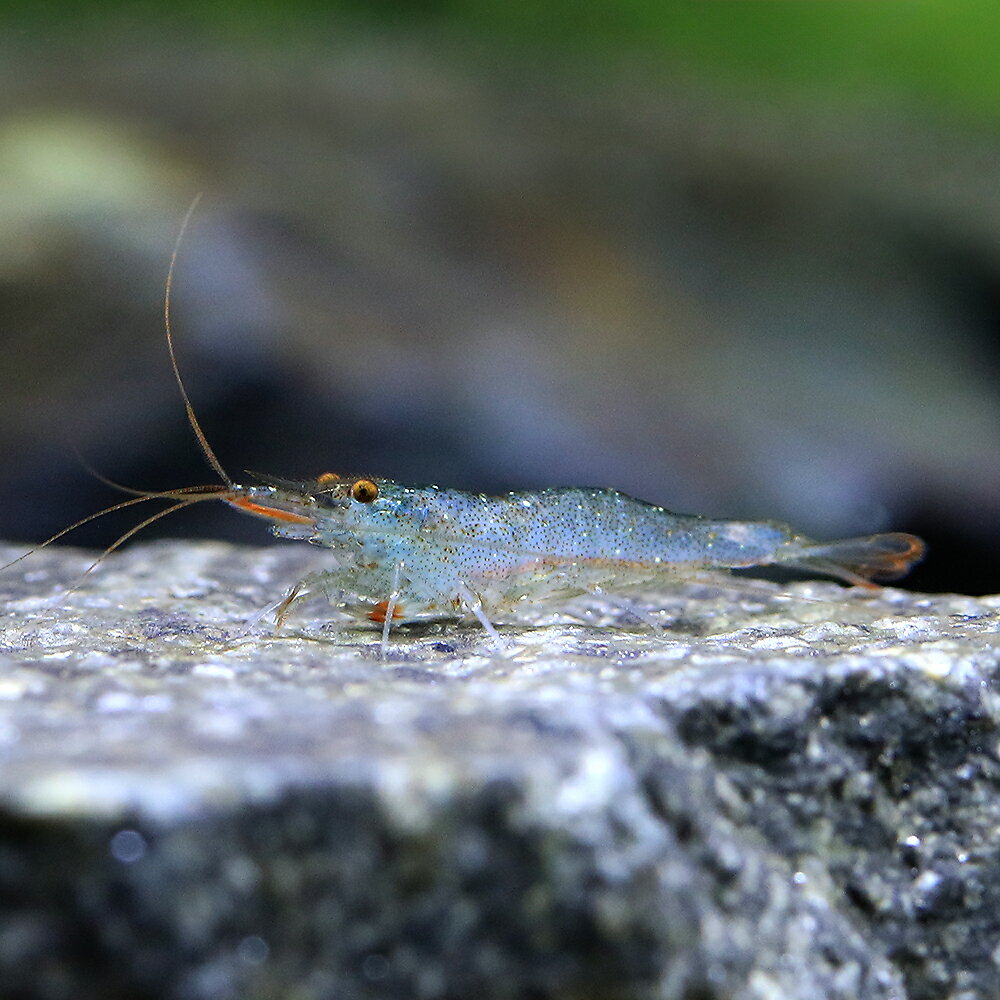 お送りする個体は体長1〜1．5cm程度です。個体サイズや模様、雌雄の指定についてはお受け致しかねますのでご了承下さい。ピンクボクサー・シュリンプ販売名ピンクボクサー・シュリンプ学名（※）Caridina　longidigita？（※）…改良...