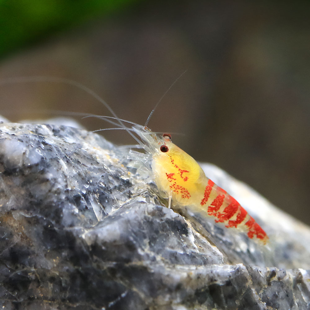 お送りする個体は体長1〜2cm程度です。個体サイズや模様、雌雄の指定についてはお受け致しかねますのでご了承下さい。レッドドラゴンシュリンプ販売名レッドドラゴン・シュリンプ学名（※）Neocaridina　sp．？（※）…改良品種や学名が不明...