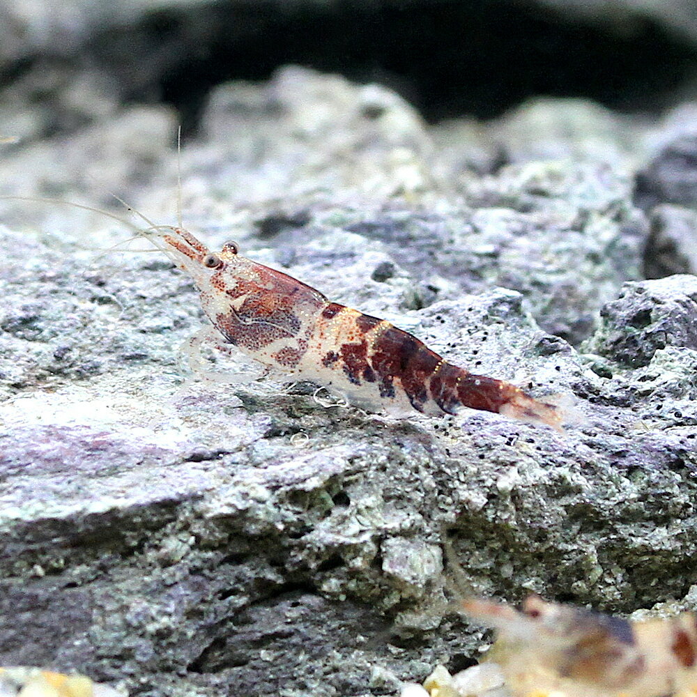 お送りする個体は体長0．5〜2cm程度です。個体サイズや模様、雌雄の指定についてはお受け致しかねますのでご了承下さい。マンボ　ビーシュリンプ販売名マンボ　ビーシュリンプ学名（※）Caridina　Boehmei（※）…改良品種や学名が不明の...