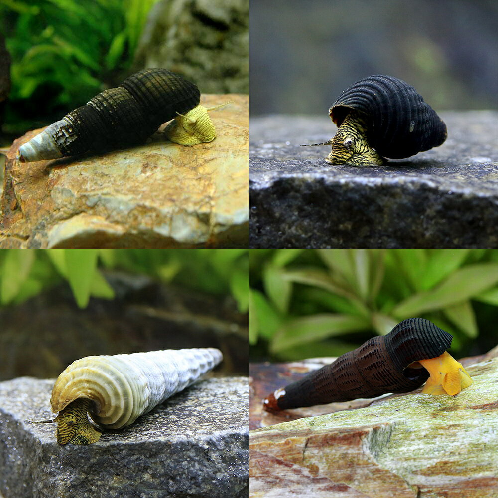 商品の性質上殻欠けがある場合がございます。予めご了承の上、お買い求め下さい。お送りする個体は殻高0．5〜1．5cm程度です。水槽内で繁殖した個体になります。個体サイズや模様、雌雄の指定についてはお受け致しかねますのでご了承下さい。おまかせミ...