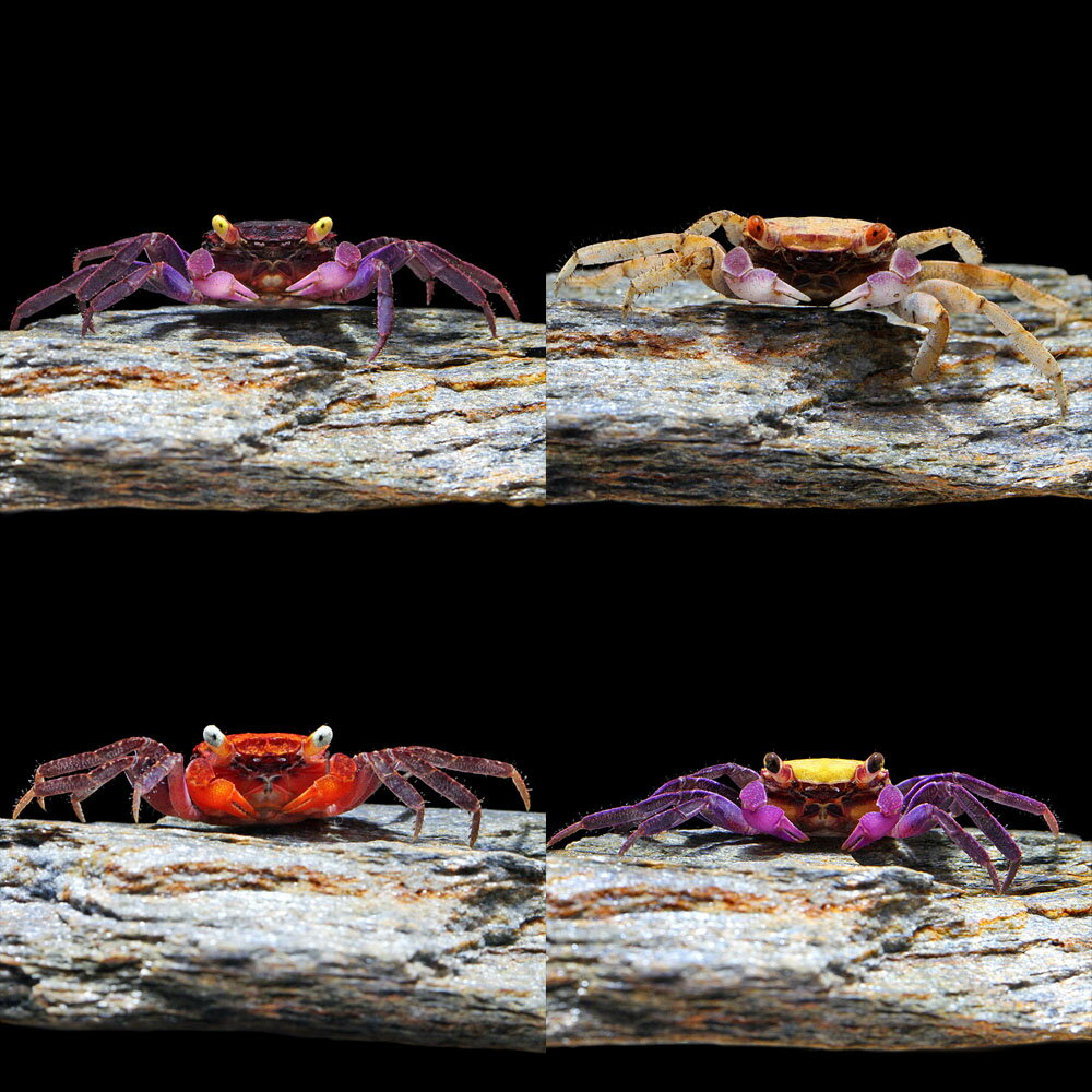 色々な色彩のパンパイヤクラブになります。 お送りする個体は甲幅0．5cm〜1．5cm程度です。サイズ、模様、色合い、種類の指定についてはお受け致しかねますのでご了承ください。ヒゲや脚が切れている場合がございますが、成長とともに再生してきます...