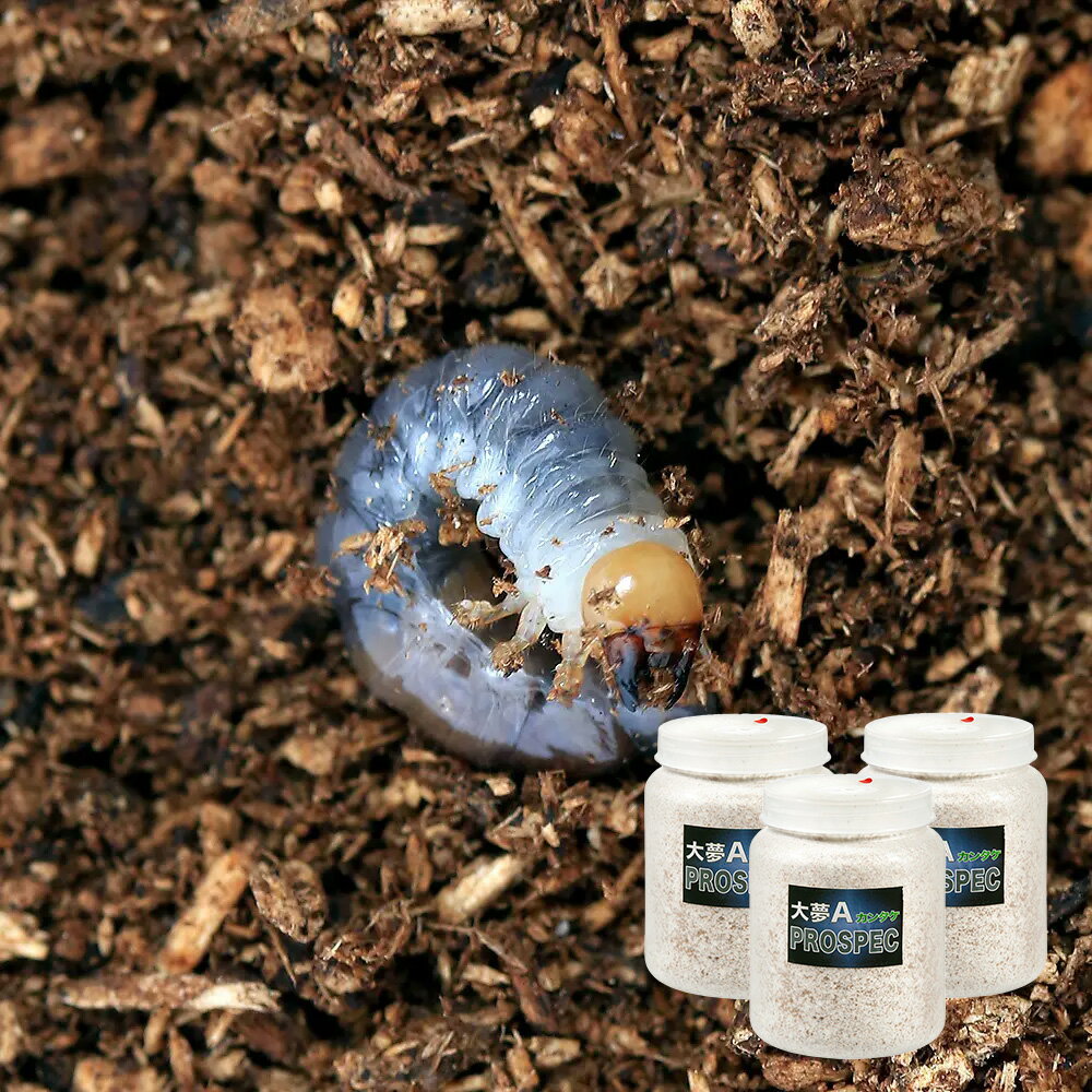 ※本品は本州・四国の方限定販売商品となります。※《本州・四国限定》と記載された商品は、生体と「航空法第86条第1項」で定められた航空輸送ができない危険物（ガス、引火性液体、可燃性物質、酸化性物質等）を含んでいるため、航空便でお届けできません...