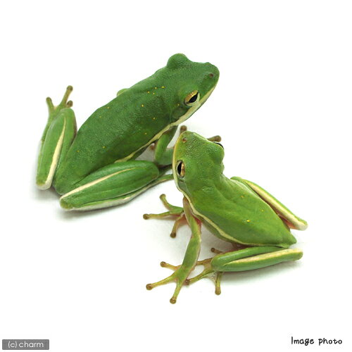 アメリカアマガエル販売生体についてWC個体両生類の仲間は体表に微弱な毒を持っています。触ったあとは必ず手を洗い、目などをこすらないようにご注意ください。※お送りする個体は、全長3〜4cm前後となります。※WC（ワイルド）野生採取個体のため、...