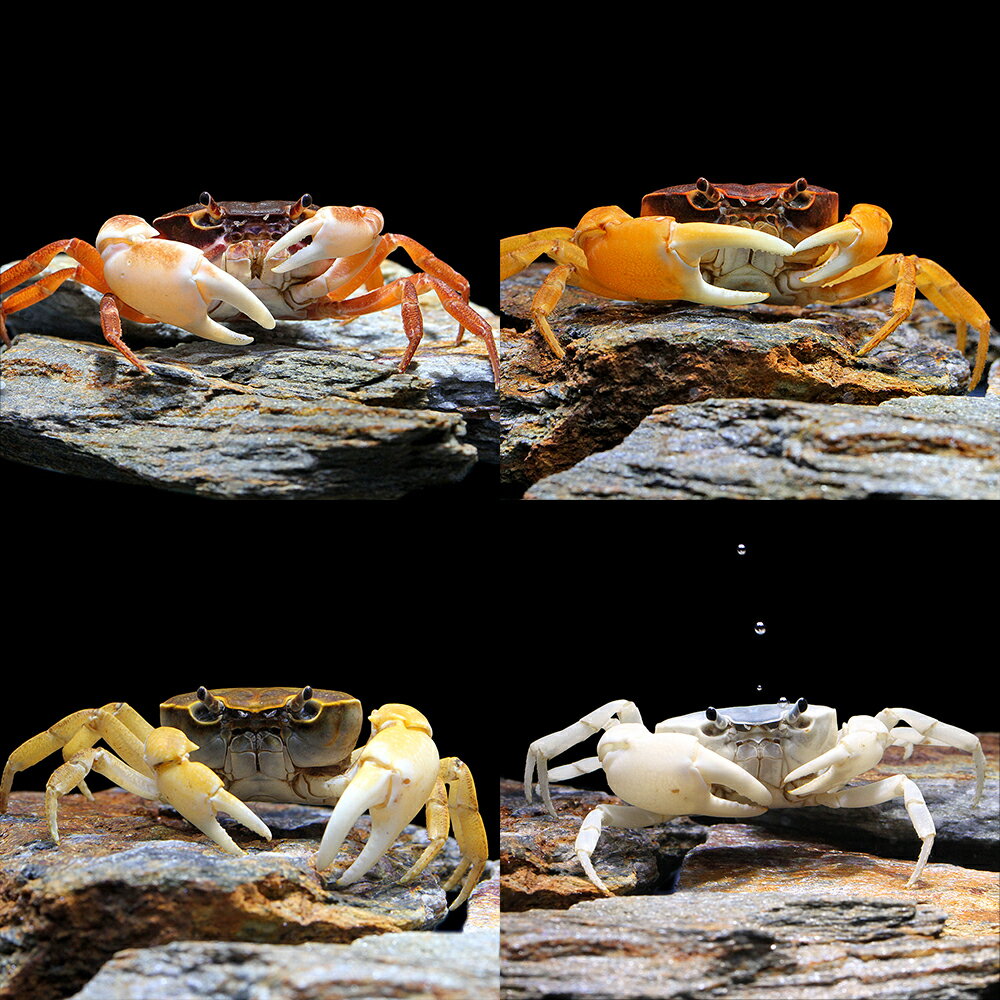 お送りする個体は甲幅1．5cm〜4cm程度です。ヒゲや脚が切れている場合がございますが、成長とともに再生してきます。個体サイズや模様、雌雄の指定についてはお受け致しかねますのでご了承下さい。サワガニ　ミックス（1匹）販売名サワガニ　ミックス...