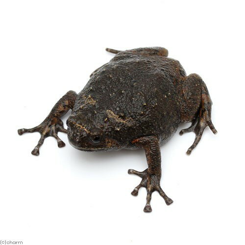 ミナミジムグリガエル　WC個体販売生体について両生類の仲間は体表に微弱な毒を持っています。触ったあとは必ず手を洗い、目などをこすらないようにご注意下さい。※お送りする個体は、約4〜6cm程度のものとなります。※ワイルド個体のため、多少の鼻ス...