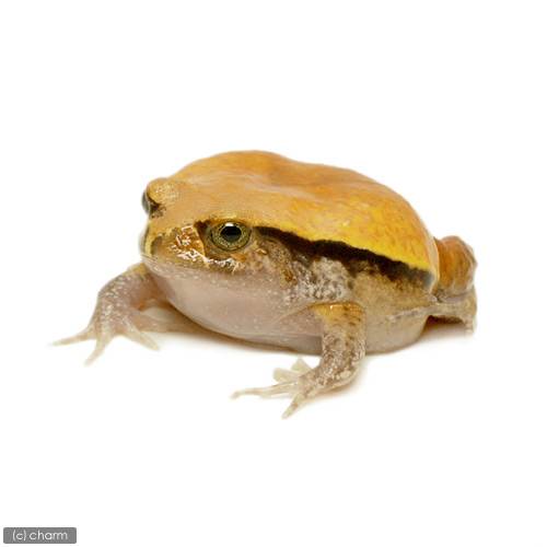 両生類の仲間は体表に微弱な毒を持っています。触ったあとは必ず手を洗い、目などをこすらないようにご注意下さい。※口の一部分に擦れ、軽度の欠けがございますがエサ食いは良好です。予めご了承ください。お送りする個体は約8cm前後のものとなります。オ...