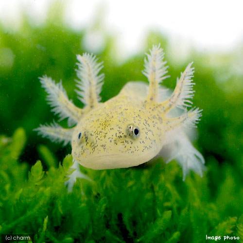 野性味のあるウーパールーパー！（B品）ウーパールーパー　マーブル　6〜9cm（1匹）販売生体について販売している個体は全長6〜9cmの個体です。尾にヨレや切れ、多指、指欠け、エラ閉じなどのB品となります。多少の外鰓の欠けはご了承ください。成...