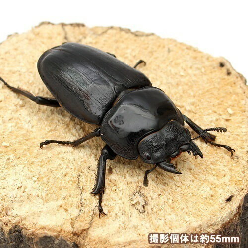 国産オオクワガタ販売生体について累代：CB個体羽化日：2025年1〜2月頃羽化の個体です。※本品はメス単品となります。※フセツ欠け等がある個体です。※画像の個体はイメージ個体となります。別名オオクワ学名（※）Dorcus　hopei　bin...