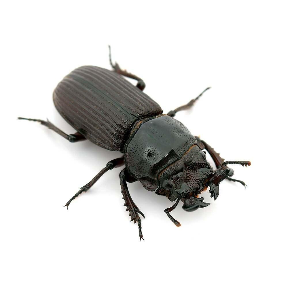 ルイスツノヒョウタンクワガタ販売生体について累代：CB産地：沖縄県名護市産※羽化日は不明の個体となります。※お送りする個体は、フリーサイズとなります。※個体判別が困難なため、雌雄を分けての販売を行うことは出来かねます。※管理上、複数個体での...