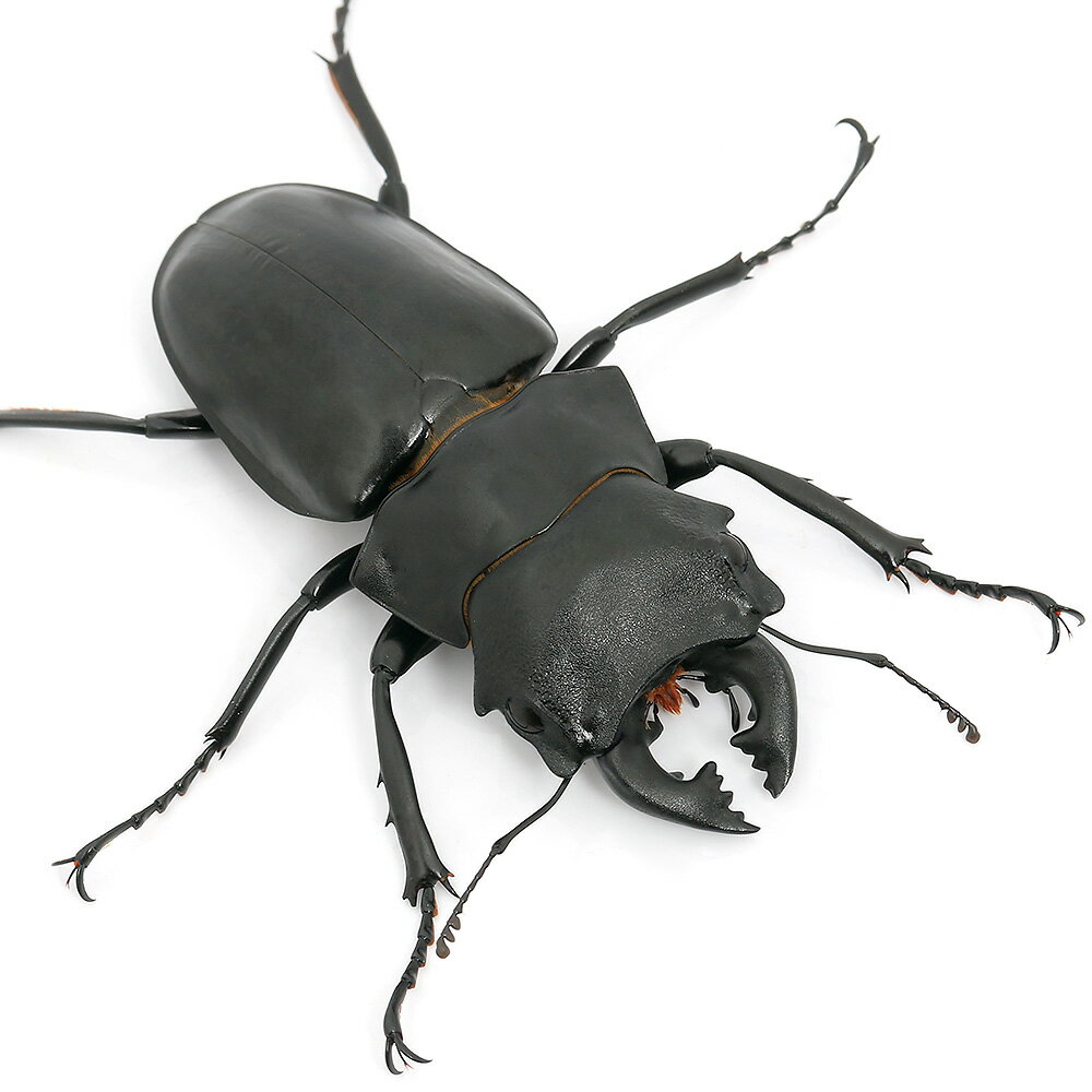 スティーブンスツヤクワガタ入荷日2026年4月販売個体について累代：WD産地：スラウェシ島　パロロ・パル産ワイルド個体の為、多少のキズ、アゴのヘコミはご了承下さい。若干のツメ欠けはご容赦ください。お送りするオス個体は短〜中歯の個体です。別名...