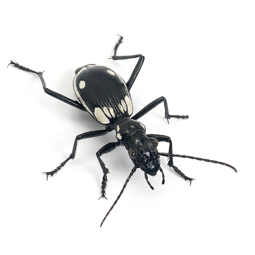 トゥエルブスポットプレデタービートル入荷日2026年4月7日販売生体について累代：WD産地：エジプト産※発送個体のサイズは2〜3cm程度です。※ワイルド個体の為、小キズ、アゴのヘコミ、1、2か所程度のフセツやツメ・触角・アゴ先の欠け等はご了...