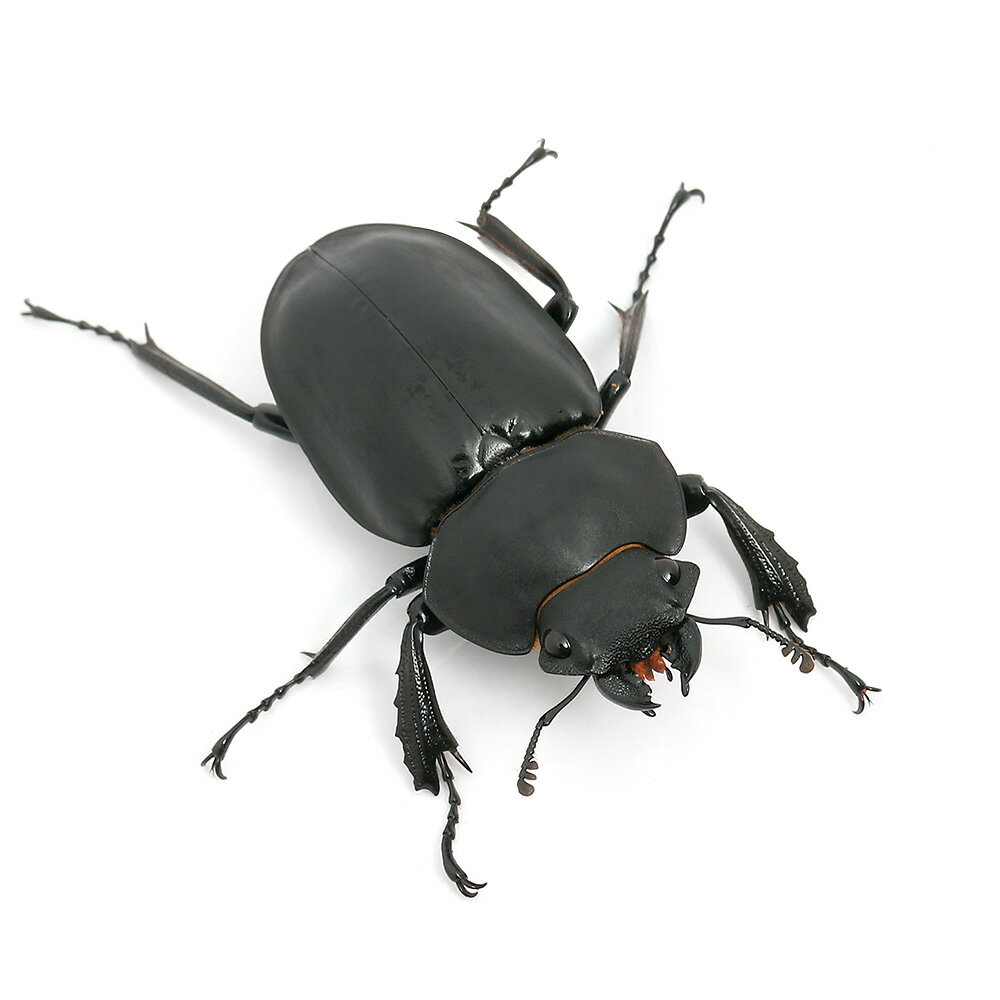 スティーブンスツヤクワガタ入荷日2025年8月2日販売個体について累代：WD産地：スラウェシ島　パロロ・パル産ワイルド個体の為、多少のキズ、アゴのヘコミはご了承下さい。若干のツメ欠けはご容赦ください。※こちらの商品はメス単品です。※B品の為...