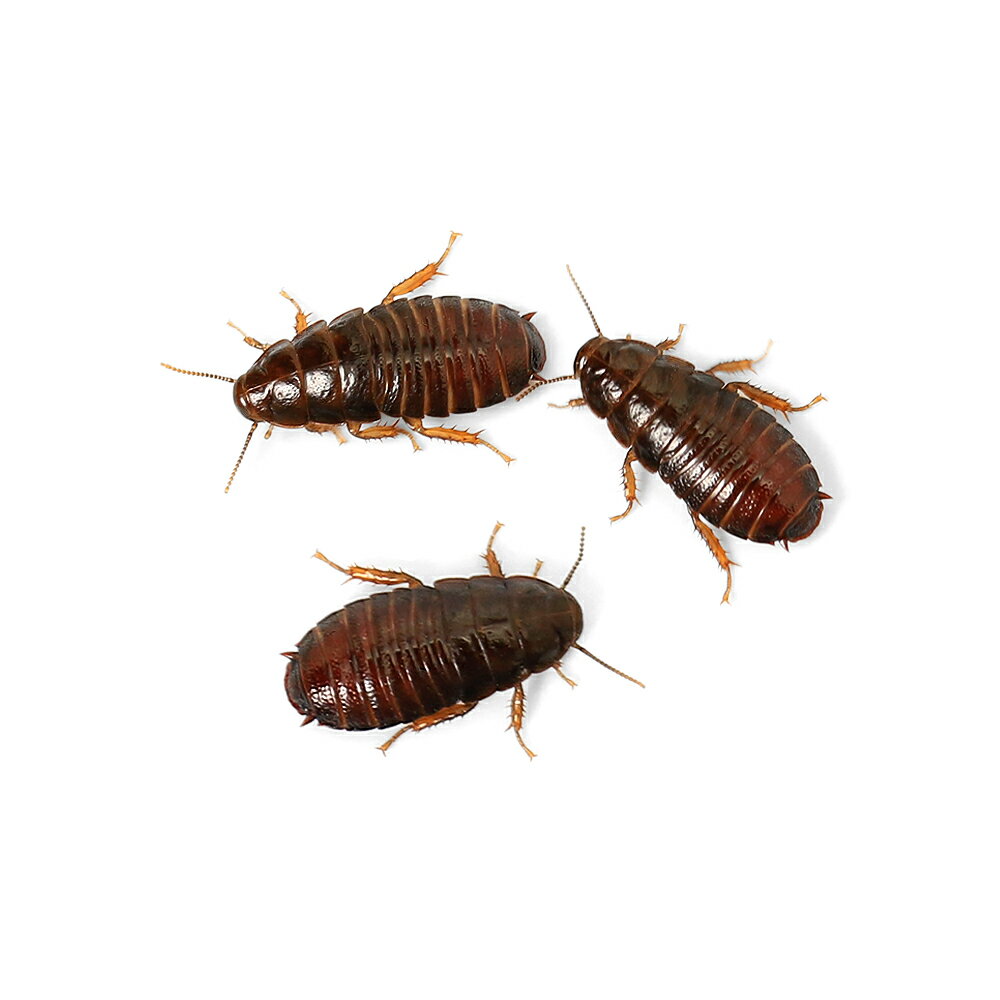 販売生体について累代：CB※1〜2cm程度の大きさとなります。予めご了承ください。※雌雄の判別は出来ませんのでご了承ください。別名—学名（※）Panesthia　angustipennis　spadica（※）…学名が不明の種は流通名での記...