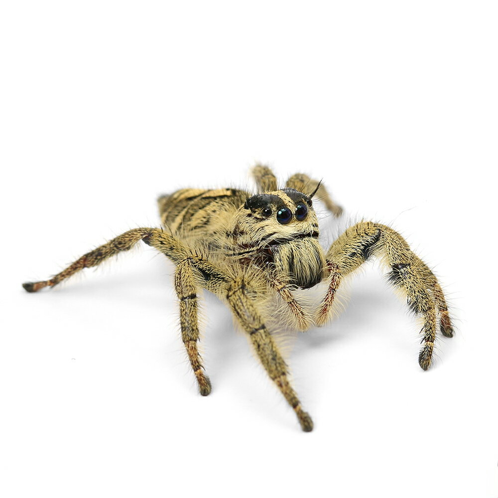 ヘビージャンピングスパイダー販売生体について累代：WD※お送りする個体は、15〜20mm程度となります。※画像は、イメージです。本品はメス個体のみの販売となります。※脚部の欠損個体も含まれます。また、欠損があった場合、脱皮を繰り返すことで再...