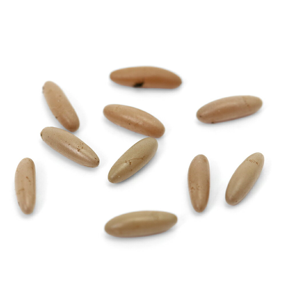 販売生体についてハタケノウマオイのたまごです。ふ化から成虫になるまでの成長をお楽しみください。※お送りする個体はたまごのみとなります。幼体、成虫の画像はイメージ画像です。別名—学名（※）Hexacentrus　japonicus（※）…学名...