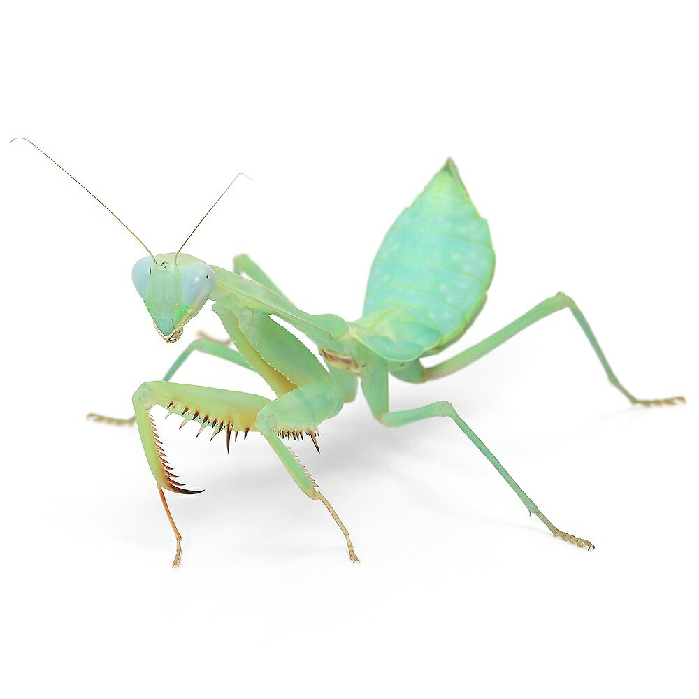 ティモールジャイアントシールドマンティス販売生体について累代：CB※お送りする個体は、全長5〜7cm程度となります。※幼虫形態のため、成長具合によって変態を繰り替えします。発送中に脱皮してしまう場合がございます。※お送りする個体は、フセツ・...