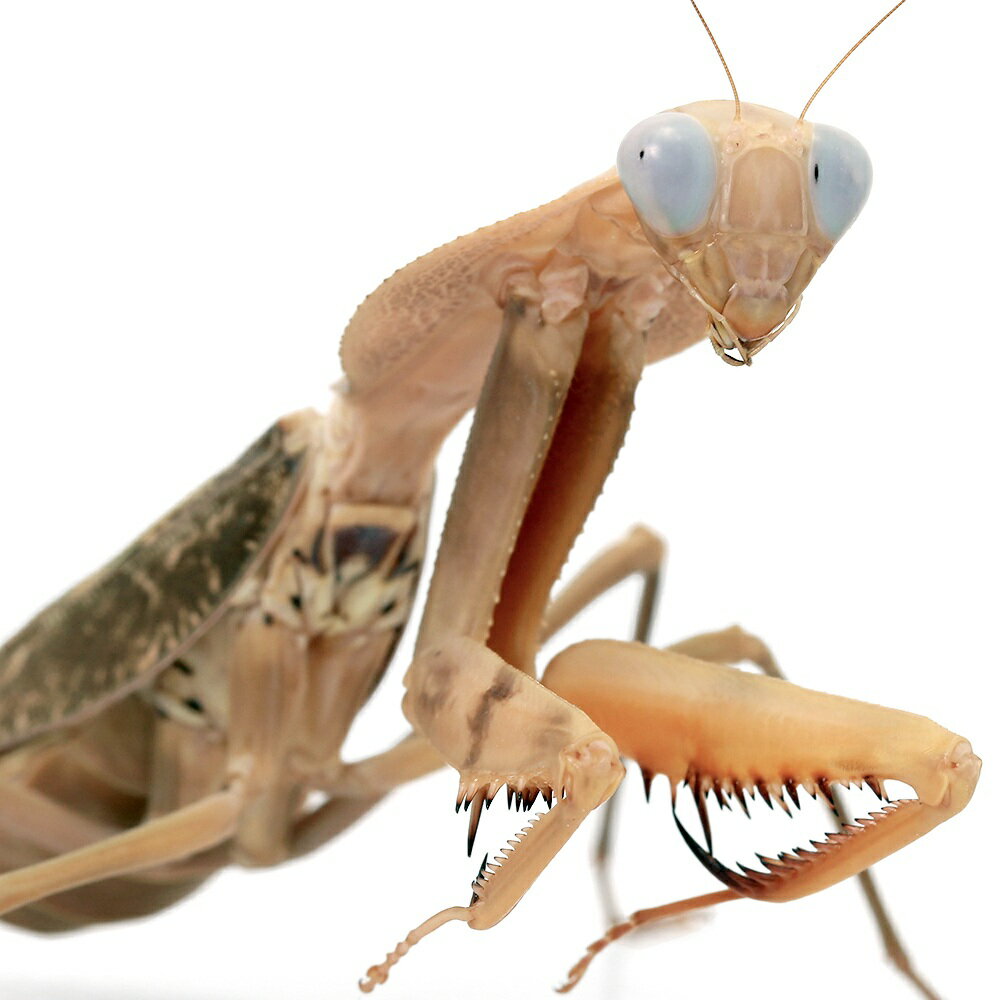 ティモールジャイアントシールドマンティス販売生体について累代：CB※お送りする個体は、全長5〜7cm程度となります。※幼虫形態のため、成長具合によって変態を繰り替えします。発送中に脱皮してしまう場合がございます。※お送りする個体は、フセツ・...