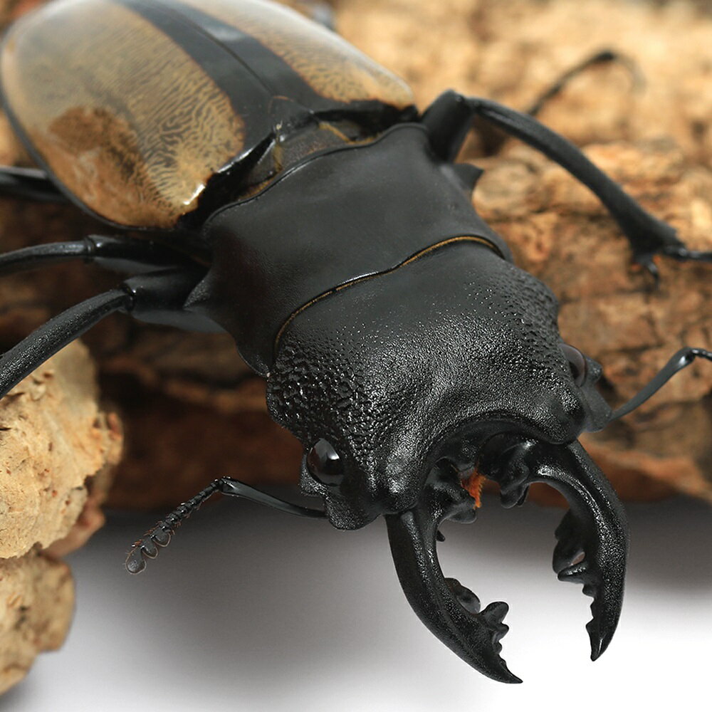 ルデキンツヤクワガタ入荷日2025年6月2日販売個体について累代：WC産地：インドネシア　スマトラ島　ベンクール産※野外採取個体の為、若干のキズやツメ欠け、フセツ欠けはご容赦ください。※メスはフリーサイズです。※画像の個体はイメージ個体とな...