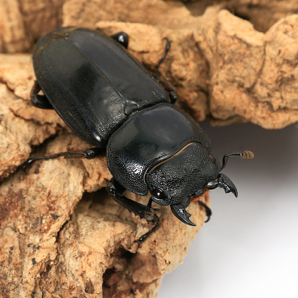 ネバービスカヤオオヒラタクワガタ販売個体について累代：WF3産地：フィリピン　ルソン島北部　ネバービスカヤ州　カシブ　Mt．Pipig産※メス2025年7月羽化の個体です。※ブリード個体の為、多少のディンプル等がある場合があります。予めご了...