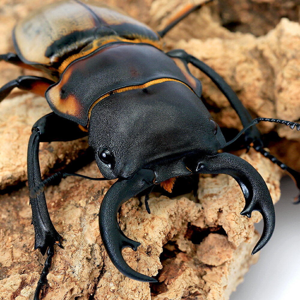 ゾンメルツヤクワガタ販売生体について累代：WD産地：ボルネオ島　サバ州　Mt．Trusmadi※画像はイメージ個体となります。※ワイルド個体の為、多少の小キズ、アゴのヘコミ、爪・触覚・フセツ欠け等はご了承下さい。※メス個体はサイズフリーとな...
