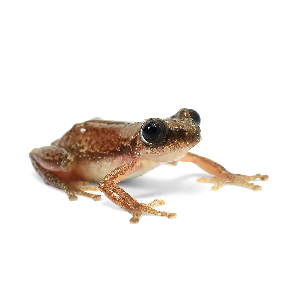 コンコロールクサガエル販売生体について両生類の仲間は体表に微弱な毒を持っています。触ったあとは必ず手を洗い、目などをこすらないようにご注意ください。お送りする個体は、全長2cm前後となります。WC（ワイルド）野生採取個体となります。色合い、...