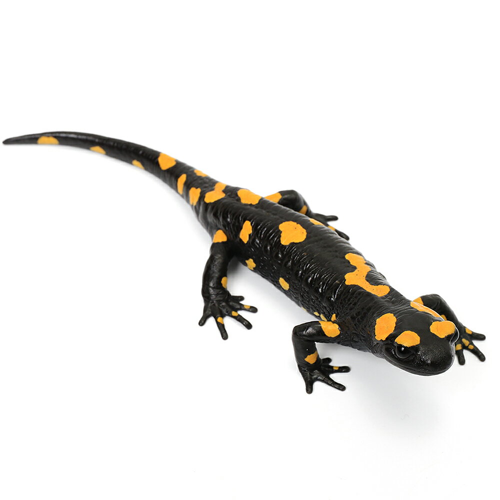 ムジハラサラマンダー　WC個体サイズについて※両生類の仲間は体表に微弱な毒を持っています。触ったあとは必ず手を洗い、目などをこすらないようにご注意ください。※お送りする個体は、全長約17cm前後となります。こちらの商品は画像の個体の発送とな...