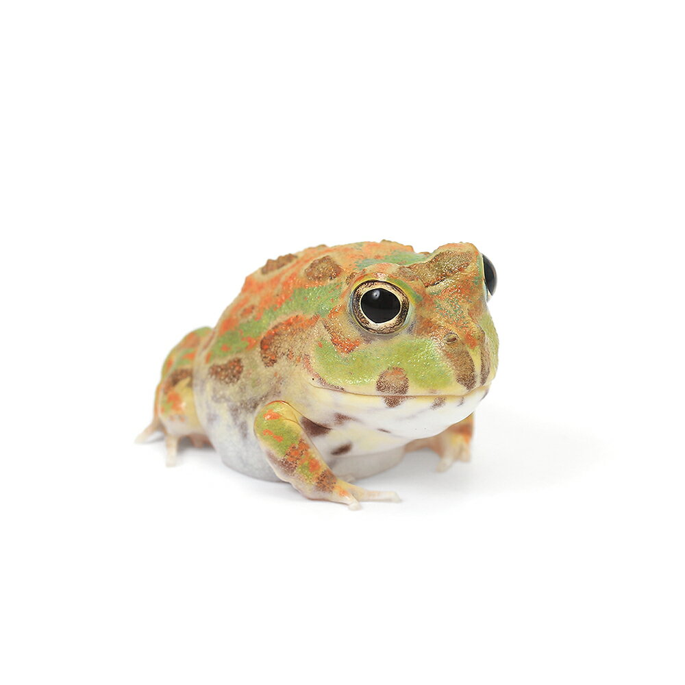 ※こちらの商品は画像の個体の発送となります。※画像が複数あるものは、別角度から撮影した画像となります。画像をよくご確認の上ご購入ください。※一点物両生類生体は、性質上同名称のものでも必ずしも同じ品質を保証するものではございません。※時間経過...