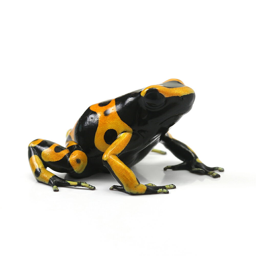 キオビヤドクガエル　デルタアマクーロサイズについてCB個体 お送りする個体は2．0〜3．0cm前後となります。 ※個体サイズや模様、雌雄の指定についてはお受け致しかねますのでご了承下さい。別名ポイズンダートフロッグ、キオビ、レウコメ、オレン...