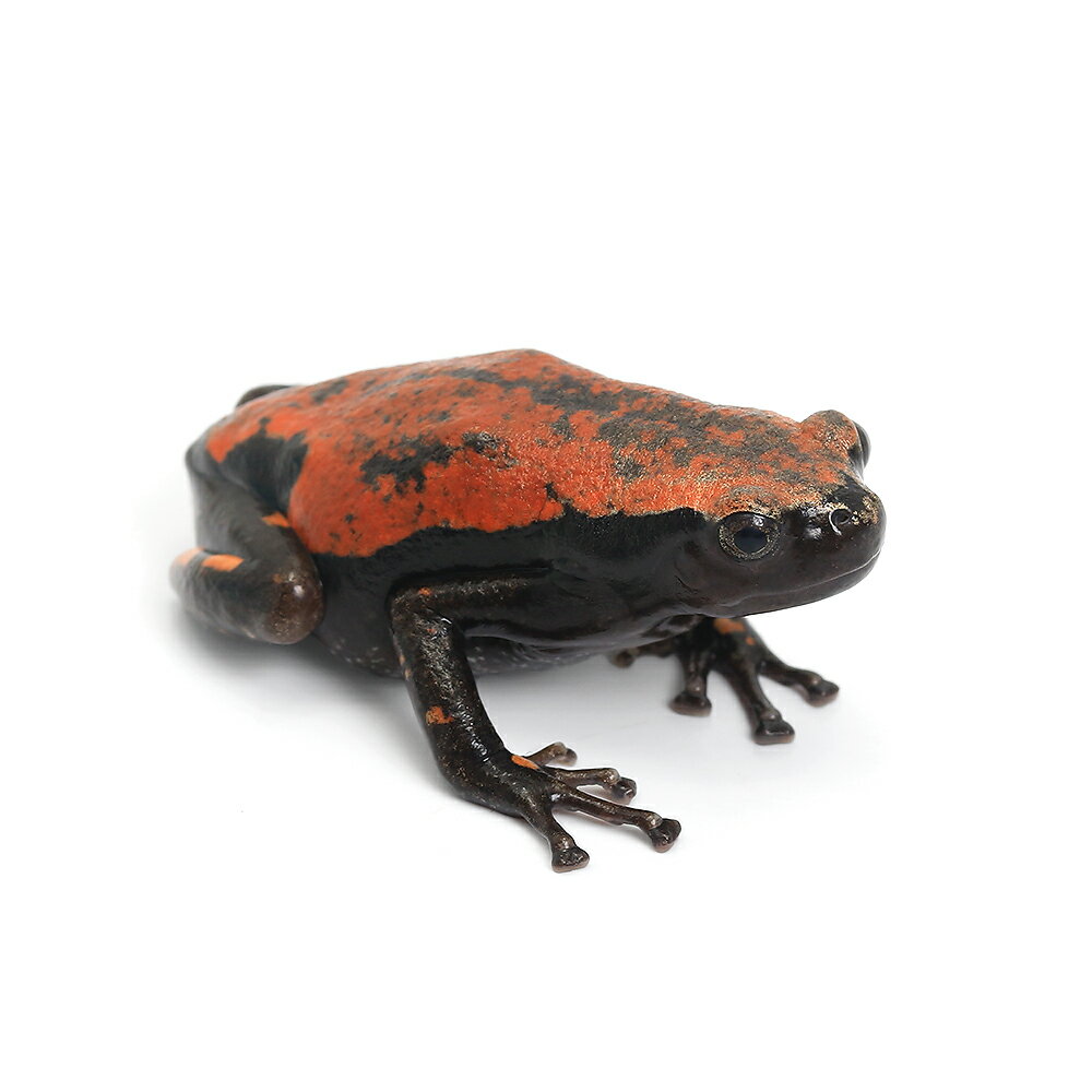 コガタナゾガエル　WC個体販売個体について両生類の仲間は体表に微弱な毒を持っています。触ったあとは必ず手を洗い、目などをこすらないようにご注意ください。※左後ろ足に欠けがございますがエサ食いは問題ありません。お送りする個体は画像の個体になり...