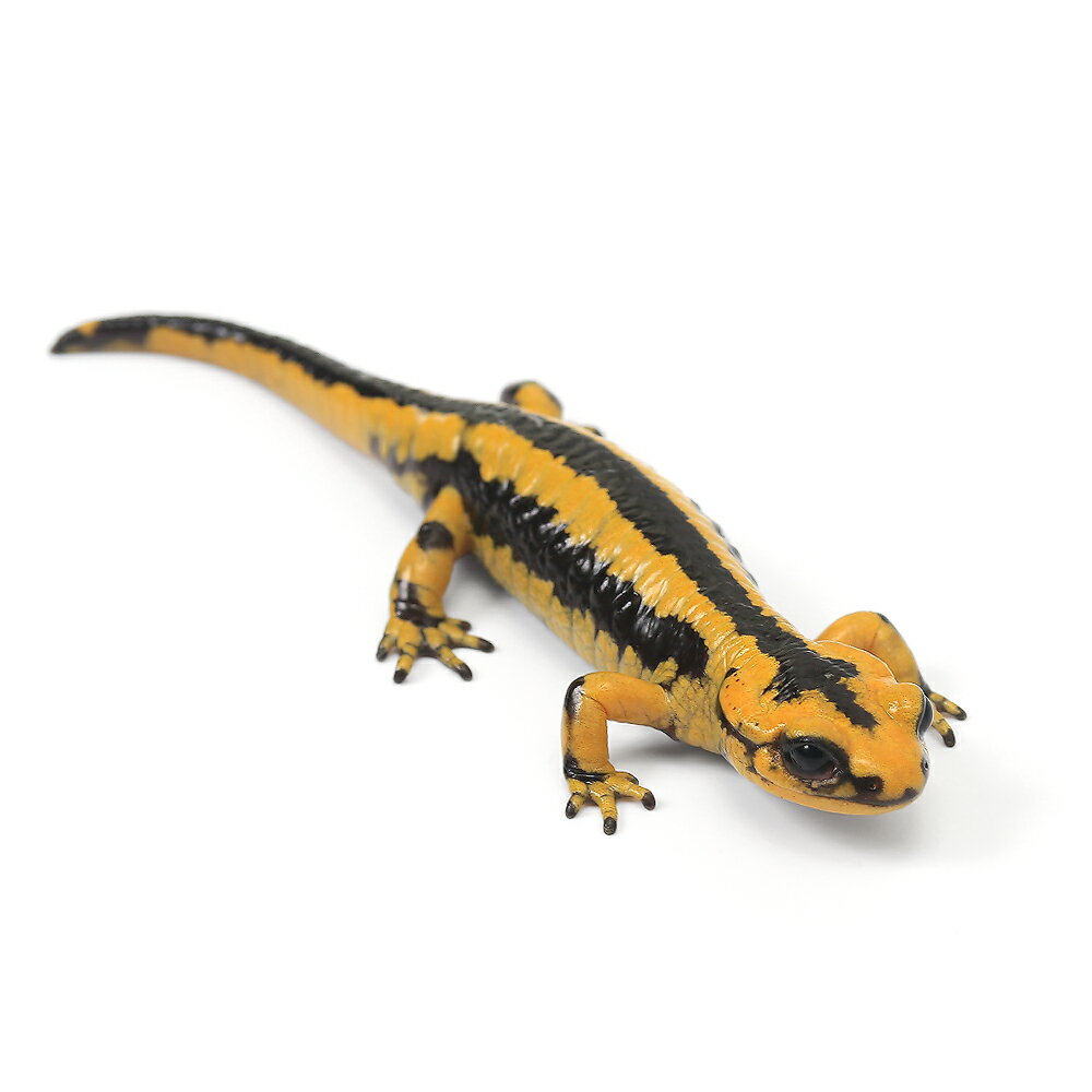 イベリアファイアサラマンダー販売生体についてオビエド産CB個体※両生類の仲間は体表に微弱な毒を持っています。触ったあとは必ず手を洗い、目などをこすらないようにご注意ください。※お送りする個体は、全長約6〜8cm前後となります。※画像はイメー...