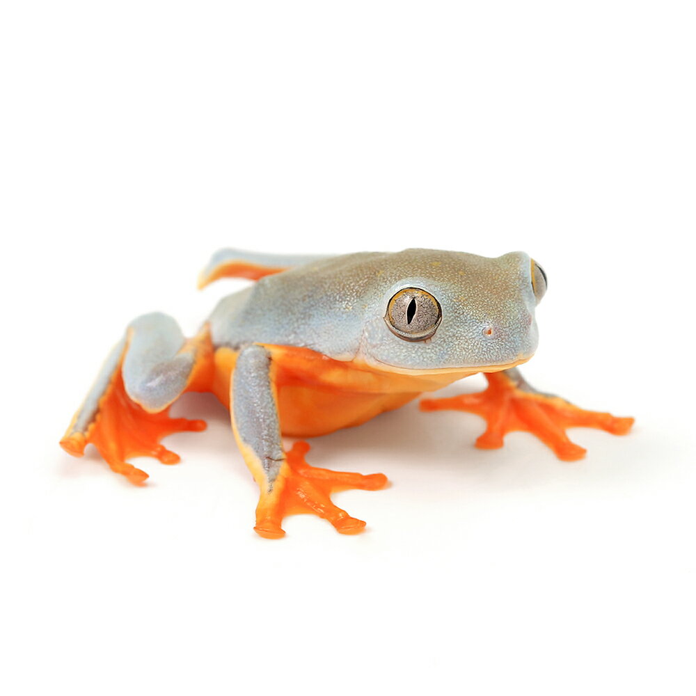 シルヴィアフリンジアマガエル販売生体について※両生類の仲間は体表に微弱な毒を持っています。触ったあとは必ず手を洗い、目などをこすらないようにご注意ください。※お送りする個体は、全長前後となります。※多少の鼻スレ、指欠け等は予めご了承ください...