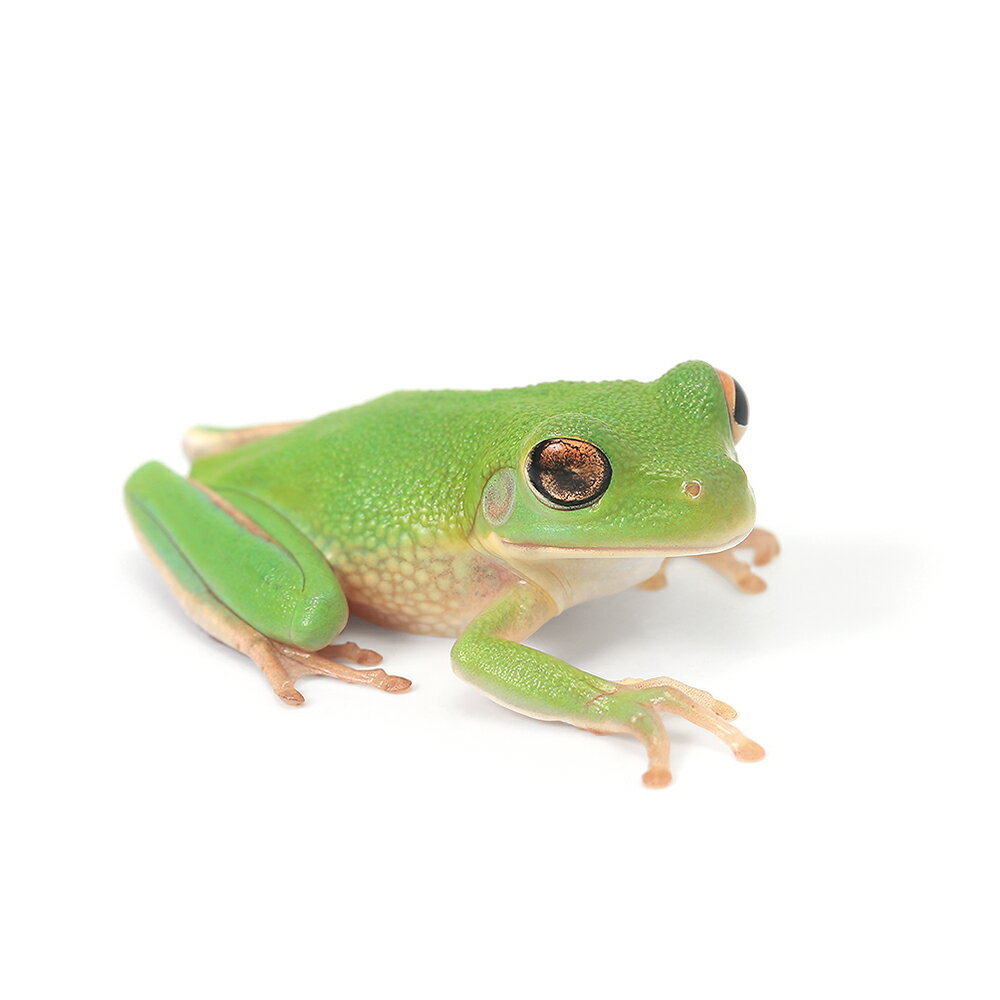 クツワアメガエル　ベビー販売個体について※両生類の仲間は体表に微弱な毒を持っています。触ったあとは必ず手を洗い、目などをこすらないようにご注意ください。CB個体お送りする個体は画像の個体になります。商品画像にあります通り左目に濁りがございま...