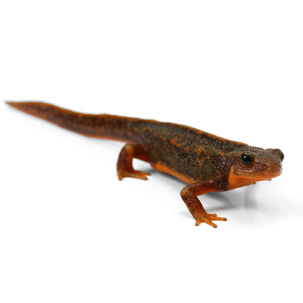 アマミシリケンイモリ仕様こちらの商品は画像の個体の発送となります。画像が複数あるものは、別角度から撮影した画像となります。画像をよくご確認の上ご購入ください。一点物両生類、爬虫類生体は、性質上同名称のものでも必ずしも同じ品質を保証するもので...