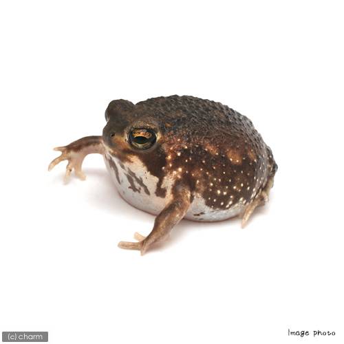 アメフクラガエル販売生体についてお送りする個体は3．0〜4．0cm前後となります。※個体サイズや模様、雌雄の指定についてはお受け致しかねますのでご了承下さい。※多少の指欠けはご了承ください。別名フクラガエルソウゲンフクラガエル学名（※）Br...