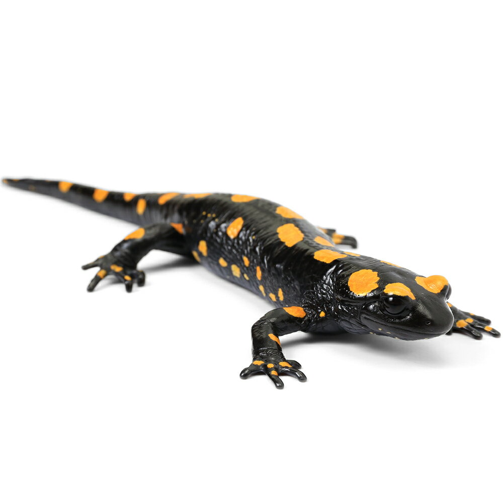 ムジハラサラマンダー　WC個体サイズについて※両生類の仲間は体表に微弱な毒を持っています。触ったあとは必ず手を洗い、目などをこすらないようにご注意ください。※お送りする個体は、全長約18cm前後となります。こちらの商品は画像の個体の発送とな...