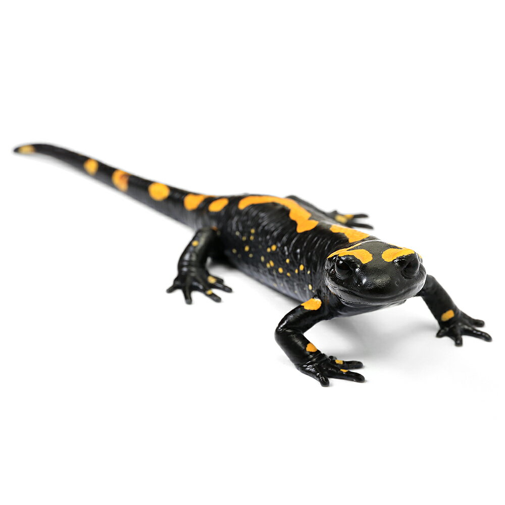 ムジハラサラマンダー　WC個体サイズについて※両生類の仲間は体表に微弱な毒を持っています。触ったあとは必ず手を洗い、目などをこすらないようにご注意ください。※お送りする個体は、全長約19cm前後となります。こちらの商品は画像の個体の発送とな...