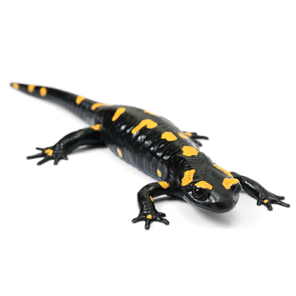 ムジハラサラマンダー　WC個体サイズについて※両生類の仲間は体表に微弱な毒を持っています。触ったあとは必ず手を洗い、目などをこすらないようにご注意ください。※お送りする個体は、全長約15cm前後となります。こちらの商品は画像の個体の発送とな...