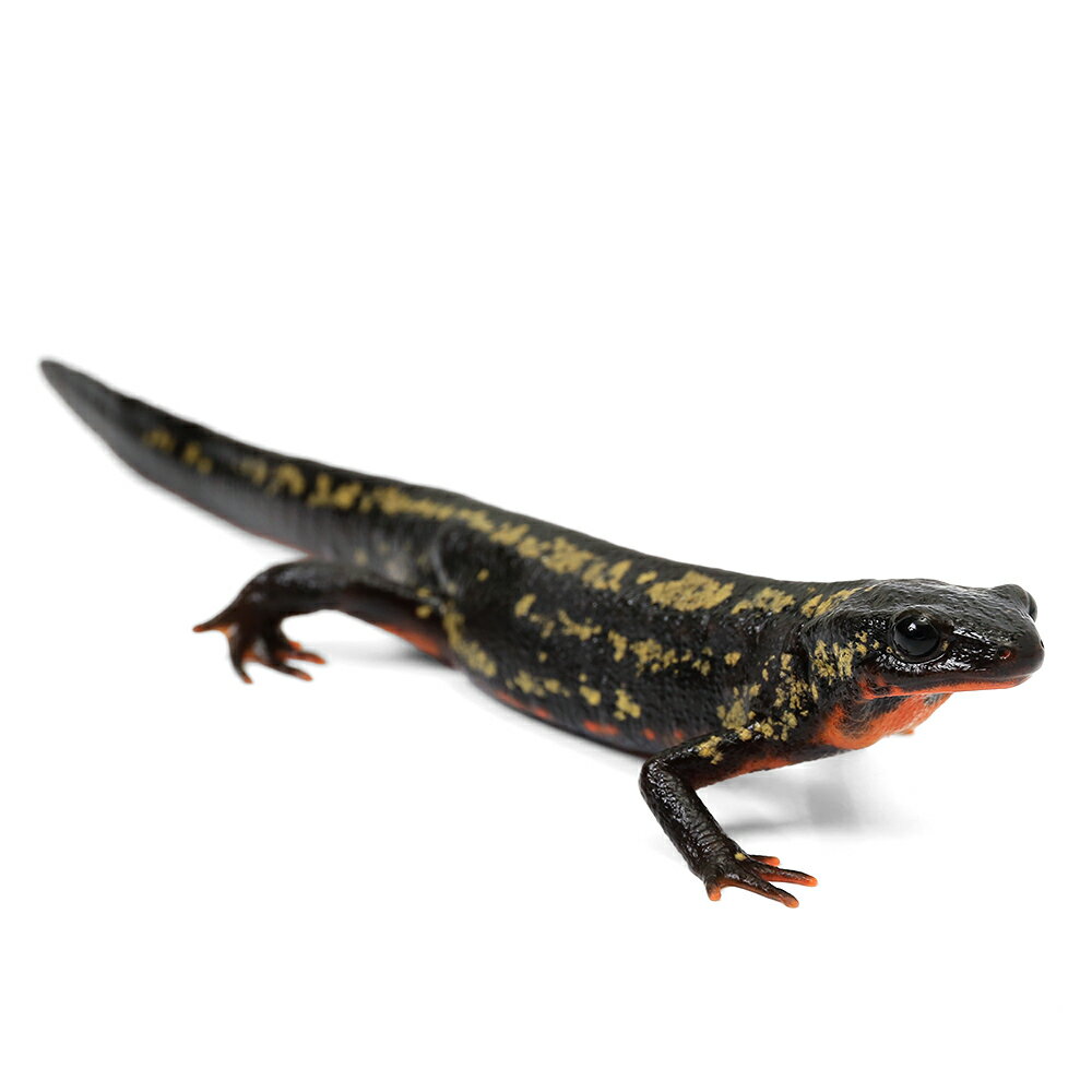 オキナワシリケンイモリ販売個体についてWC個体お送りする個体は全長約11cm（2026年1月28日採寸）のものとなります。野外採取個体の為、多少のキズや指欠け等はご容赦ください。こちらの商品は画像の個体の発送となります。画像が複数あるものは...