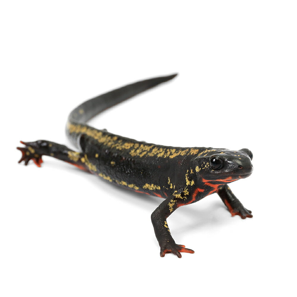 オキナワシリケンイモリ販売個体についてWC個体お送りする個体は全長約14cm（2026年1月28日採寸）のものとなります。野外採取個体の為、多少のキズや指欠け等はご容赦ください。こちらの商品は画像の個体の発送となります。画像が複数あるものは...