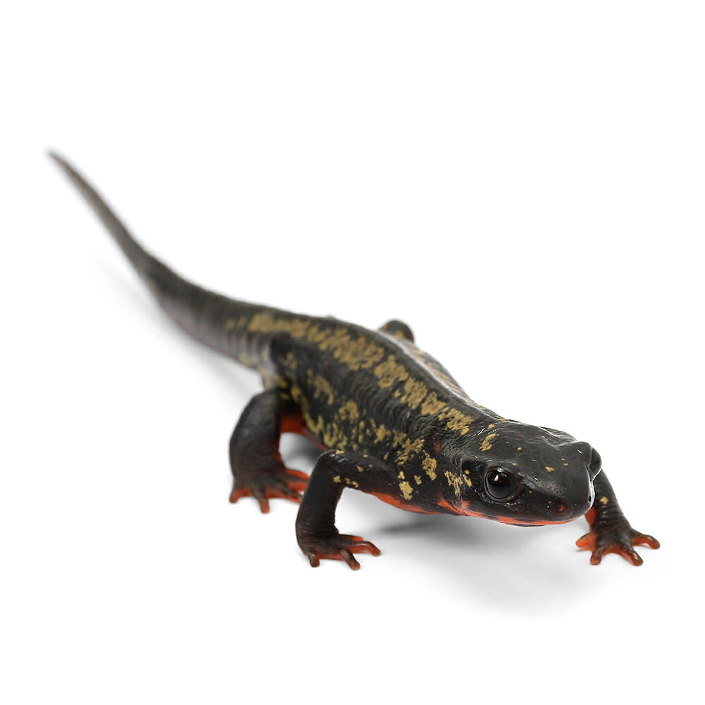 オキナワシリケンイモリ販売個体についてWC個体お送りする個体は全長約12cm（2026年1月28日採寸）のものとなります。野外採取個体の為、多少のキズや指欠け等はご容赦ください。こちらの商品は画像の個体の発送となります。画像が複数あるものは...