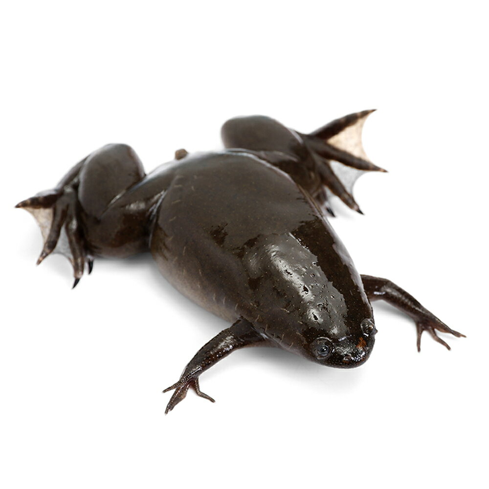 ネッタイツメガエル販売成体についてCB個体※両生類の仲間は体表に微弱な毒を持っています。触ったあとは必ず手を洗い、目などをこすらないようにご注意ください。※お送りするのは、全長約5cm前後の個体となります。※個体の大きさ、形状、模様、色合い...