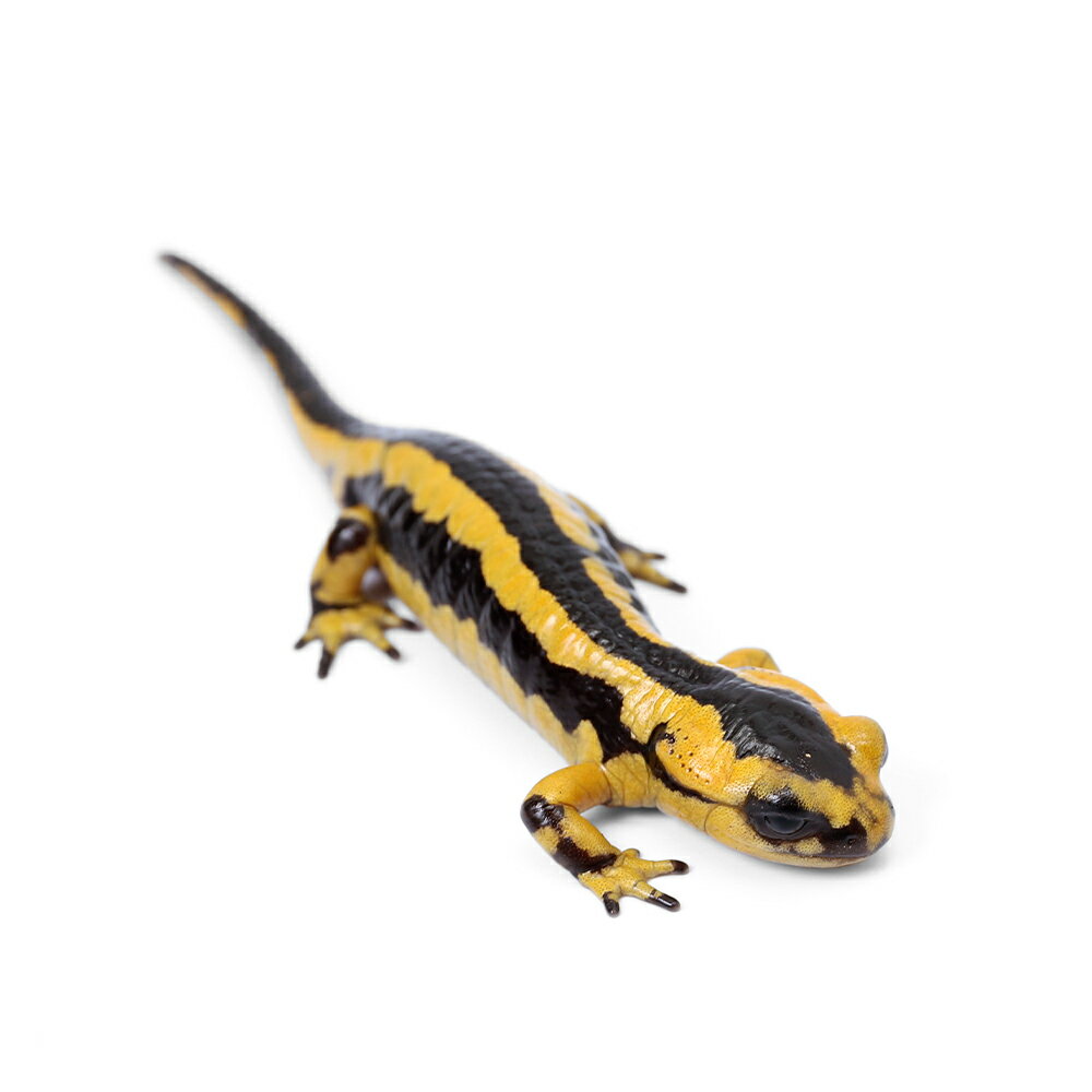 イベリアファイアサラマンダー販売生体についてCB個体※両生類の仲間は体表に微弱な毒を持っています。触ったあとは必ず手を洗い、目などをこすらないようにご注意ください。※本品は、一点物につき現品個体の発送となります。（2025年2月撮影）※画像...