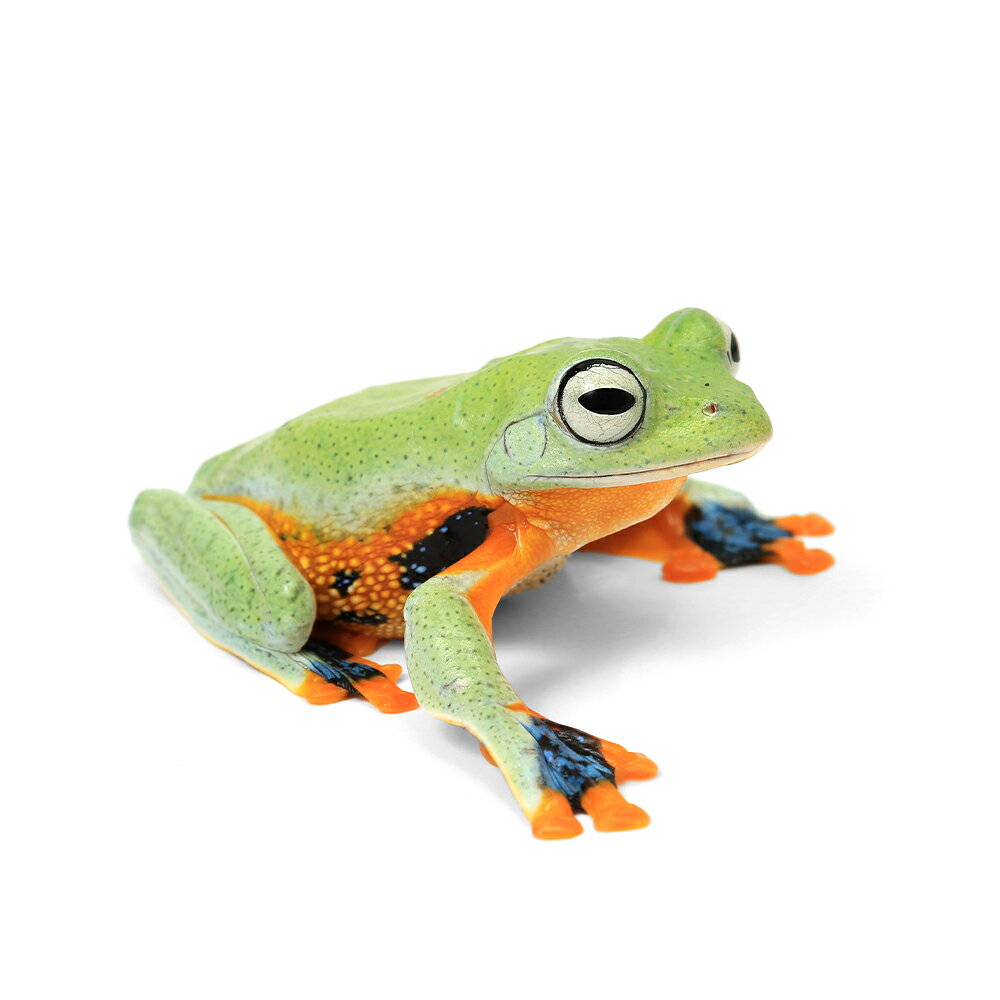 レインワードトビガエル販売生体についてWC個体両生類の仲間は体表に微弱な毒を持っています。触ったあとは必ず手を洗い、目などをこすらないようにご注意ください。※お送りする個体は、全長5〜10cm前後となります。※WC（ワイルド）：野生採取個体...