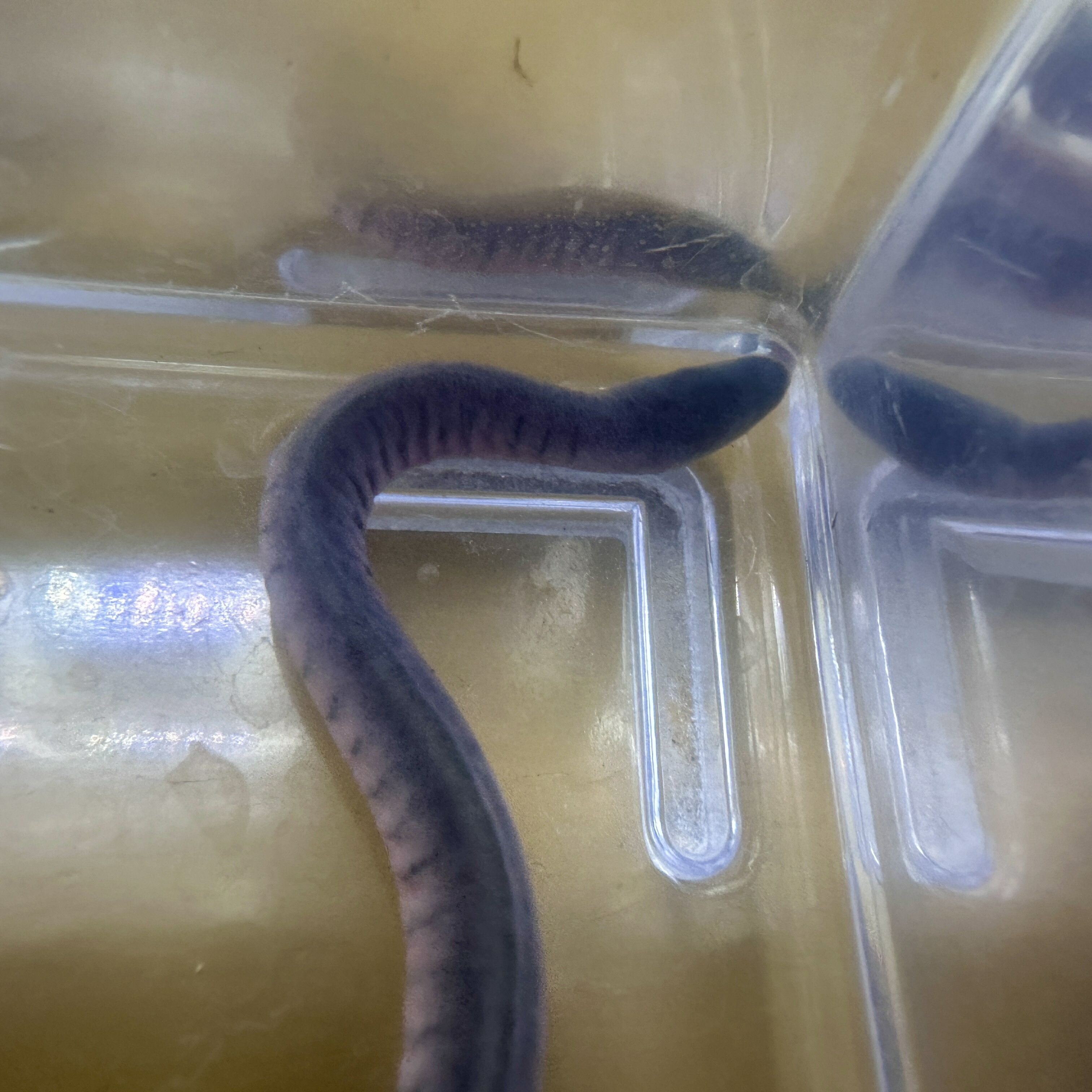 お送りする個体は全長約20〜30cmのものです。個体サイズや模様、雌雄の指定についてはお受け致しかねますのでご了承下さい。カウプカワアシナシイモリ販売名カウプカワアシナシイモリ別名カウプカワミズアシナシイモリ学名（※）Potomotyphl...