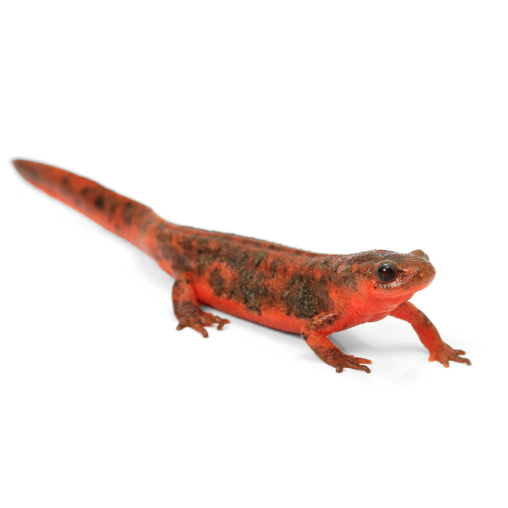 一点物　アカハライモリ　WC個体　色彩変異個体　レッドアイ　和歌山県産仕様本品は、一点物につき現品個体の発送となります。（2026年2月日撮影） 画像が複数あるものは、別角度から撮影した画像となります。画像をよくご確認の上ご購入ください。 ...