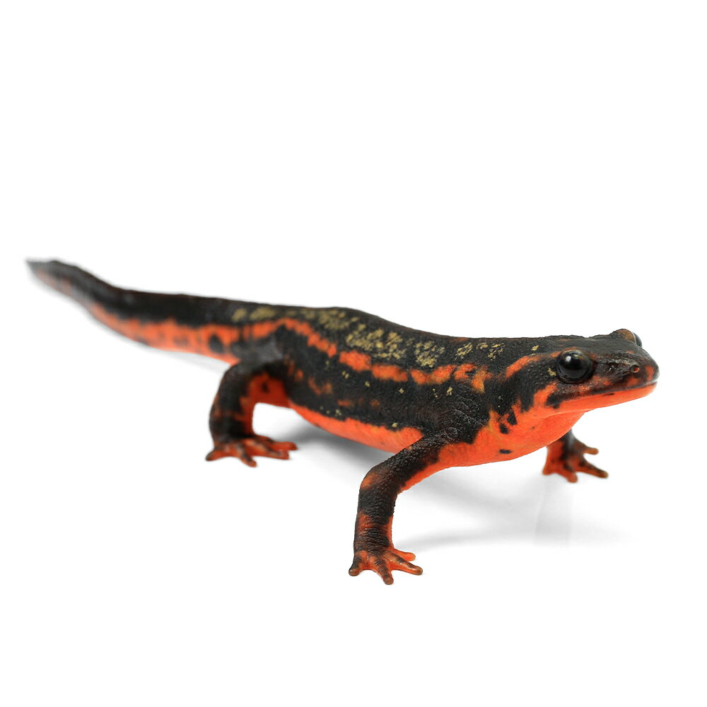 一点物オキナワシリケンイモリ販売個体についてWC個体お送りする個体は全長約13cm（2026年3月採寸）のものとなります。野外採取個体の為、多少のキズや指欠け等はご容赦ください。こちらの商品は画像の個体の発送となります。画像が複数あるものは...