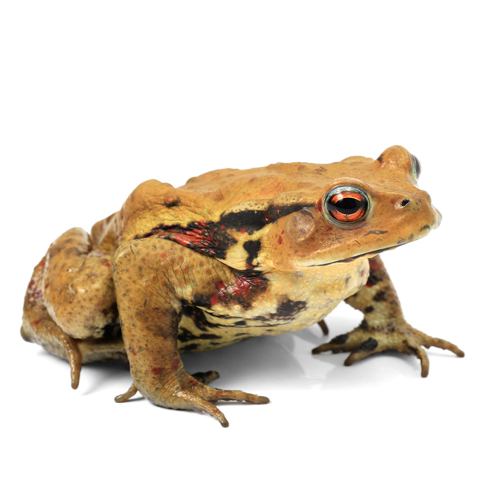 アズマヒキガエル販売生体についてWC個体※両生類の仲間は体表に微弱な毒を持っています。触ったあとは必ず手を洗い、目などをこすらないようにご注意ください。※本品は、一点物につき現品個体の発送となります。※画像が複数あるものは、別角度から撮影し...